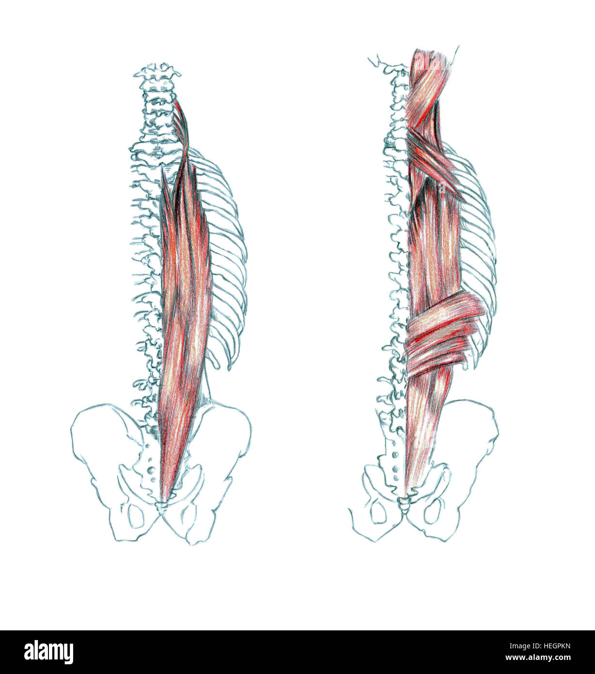 Human body muscles pencil drawing hi-res stock photography and images ...