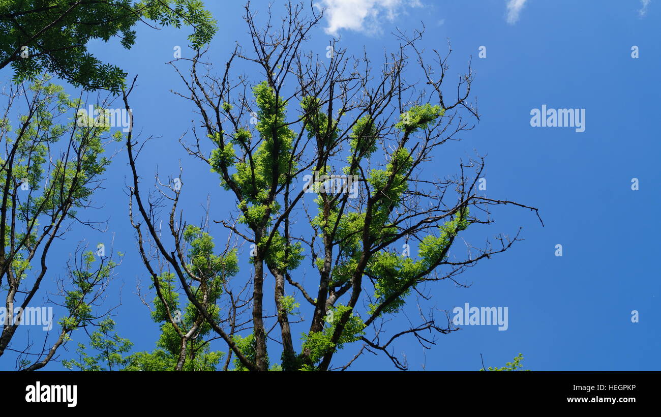 Reaching up to the sky hi-res stock photography and images - Alamy