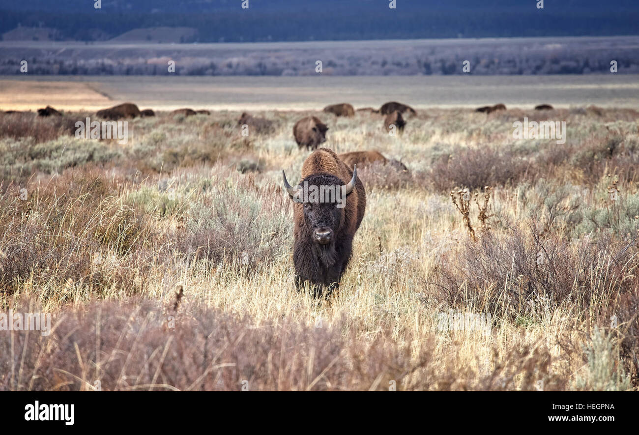 Young American bison (Bison bison) in Grand Teton National Park, Wyoming, USA Stock Photo - Alamy
