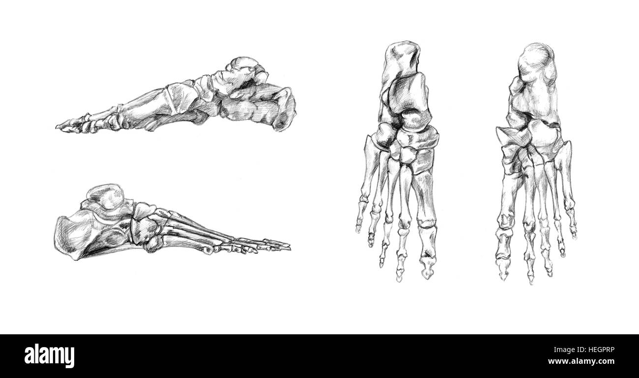 Skeleton Foot Drawings