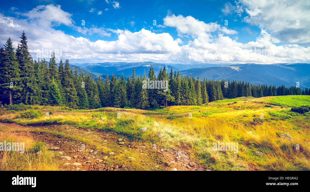 Pine trees in mountains Stock Photo - Alamy