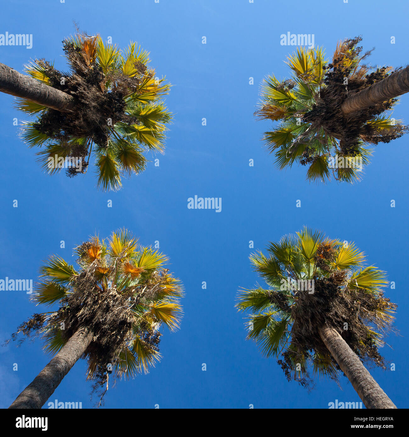 Nice four palm trees in the blue sky. Date palm trees.Perspective view ...