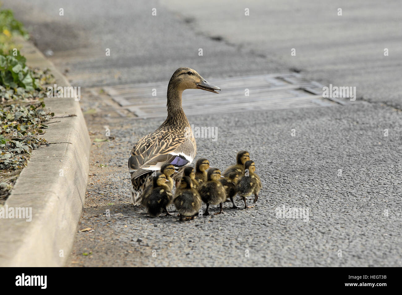 Mother duck and ducklings waiting to cross the road Stock Photo - Alamy