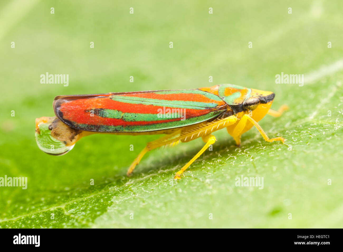 A Red-banded Leafhopper (Graphocephala coccinea) releases a drop of ...