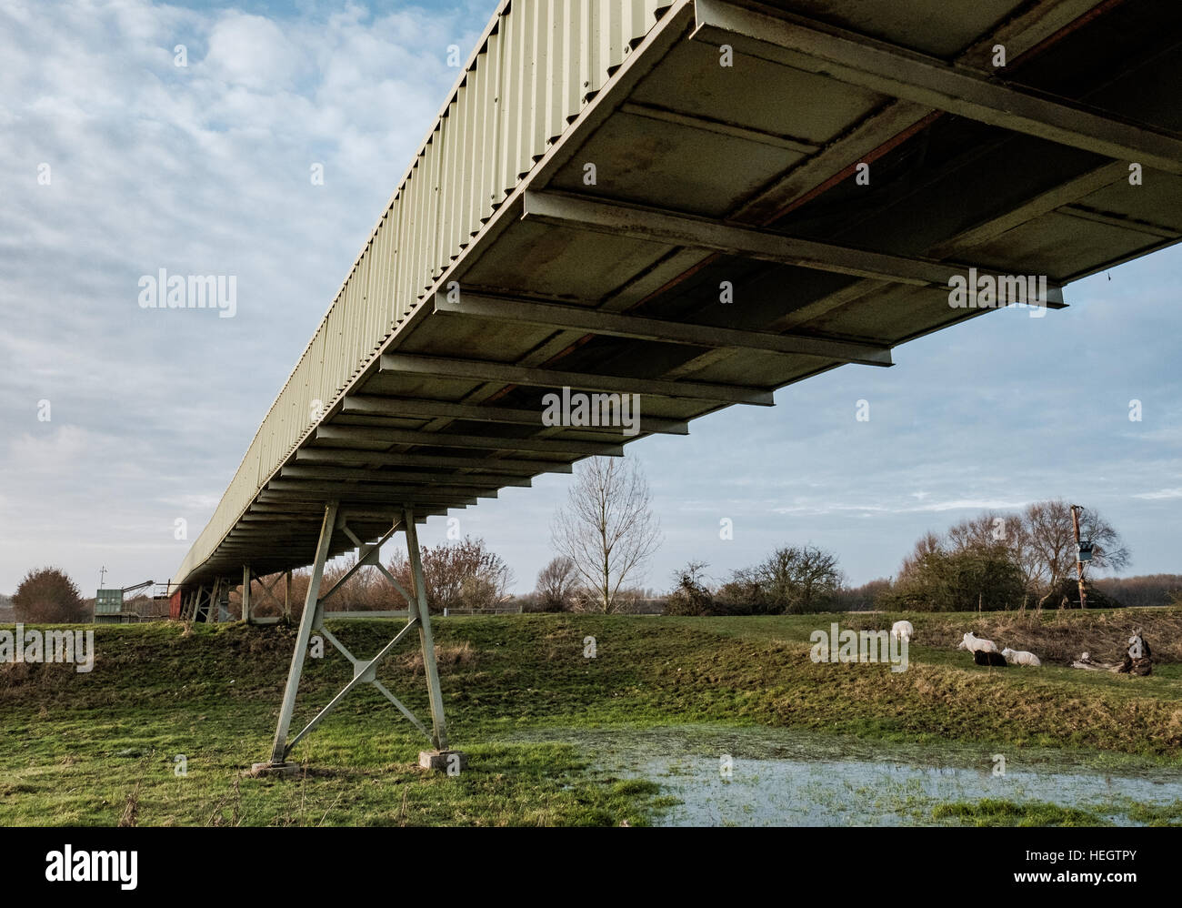 Small flock of sheep standing near a quarry conveyor belt system which ...