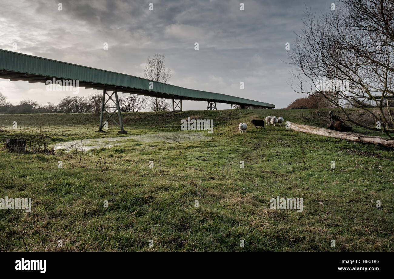 Small flock of sheep standing near a quarry conveyor belt system which ...
