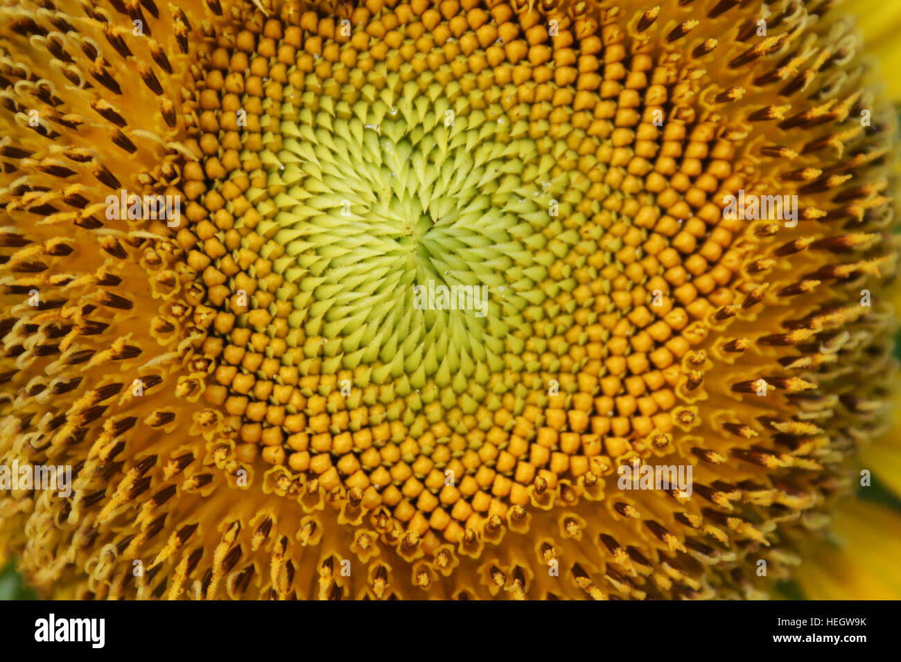 Sunflower leaf closeup hi-res stock photography and images - Alamy