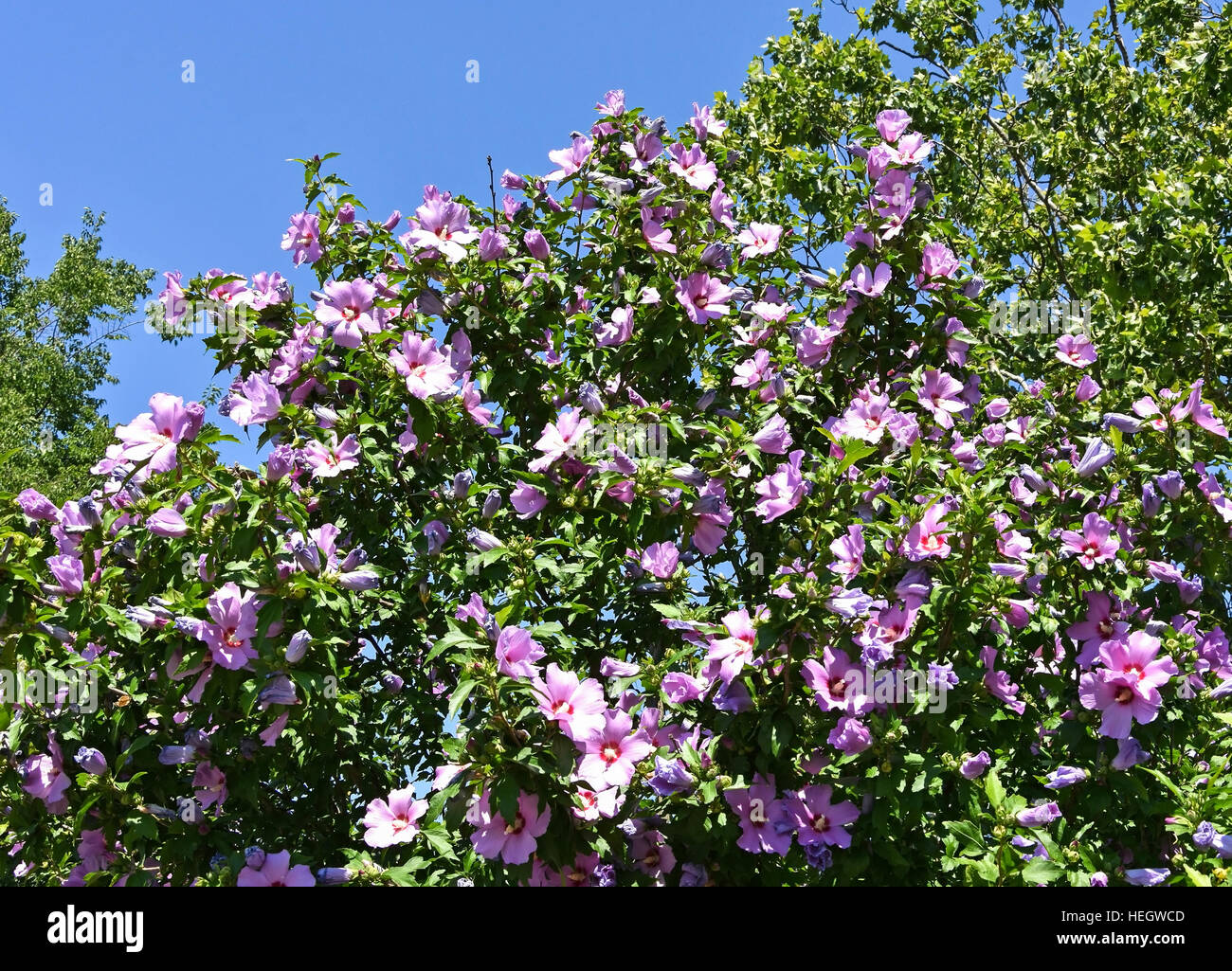 Purple mallow flowers in the bush Stock Photo - Alamy