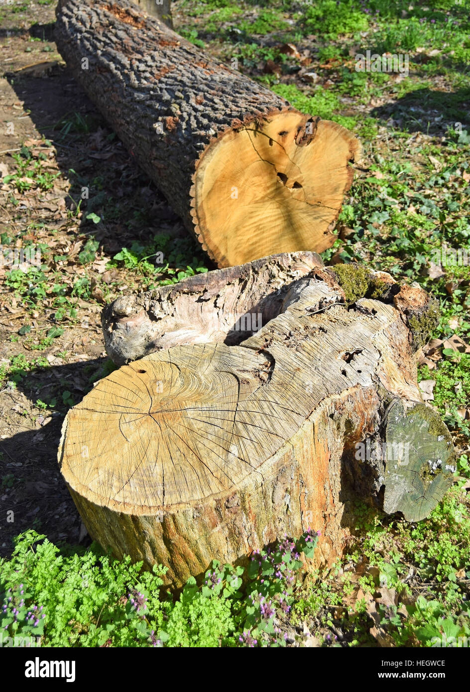 Cut out tree trunk in the woods Stock Photo - Alamy