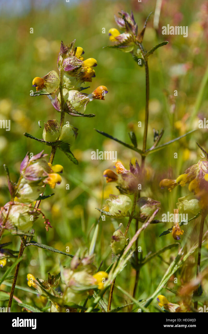 Yellow rattle, Rhinanthus minor, wildflower, Dumfries & Galloway ...