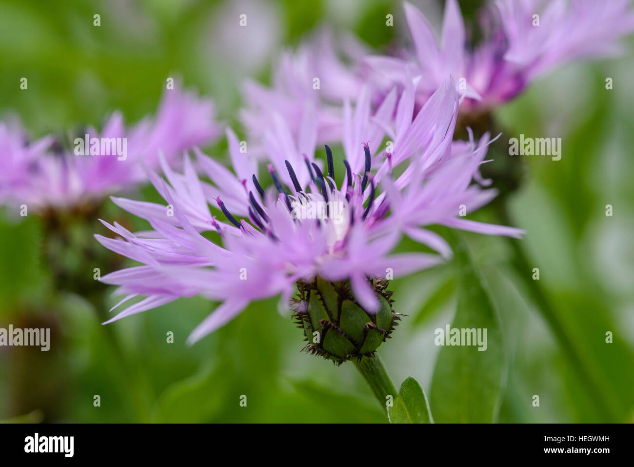 Centaurea, cultivated garden flower Stock Photo - Alamy