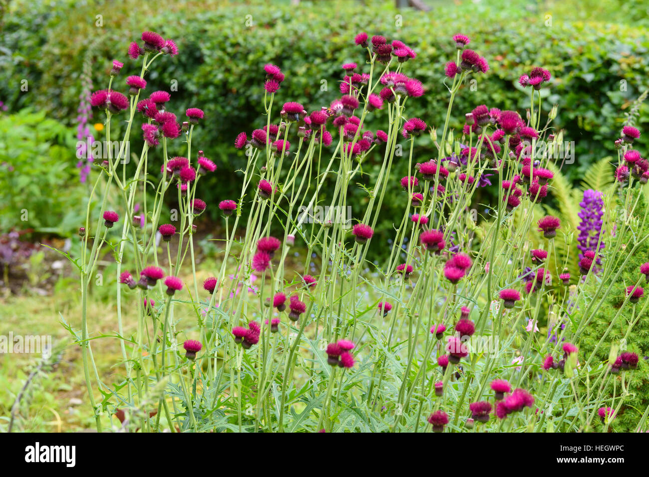 Cirsium rivulare Atropurpureum, cultivated garden flower Stock Photo ...