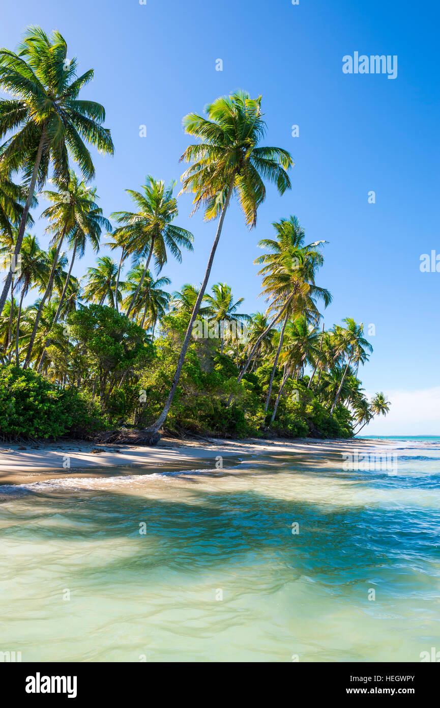 Palm trees line the shore of a remote Brazilian beach on the Coconut ...