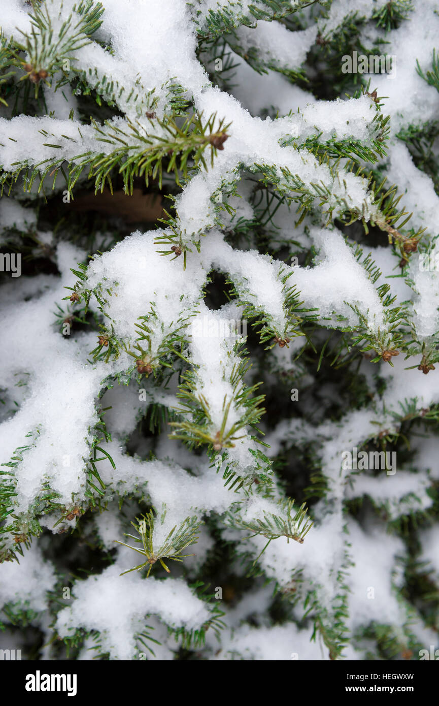 Snow covering pine tree hi-res stock photography and images - Alamy