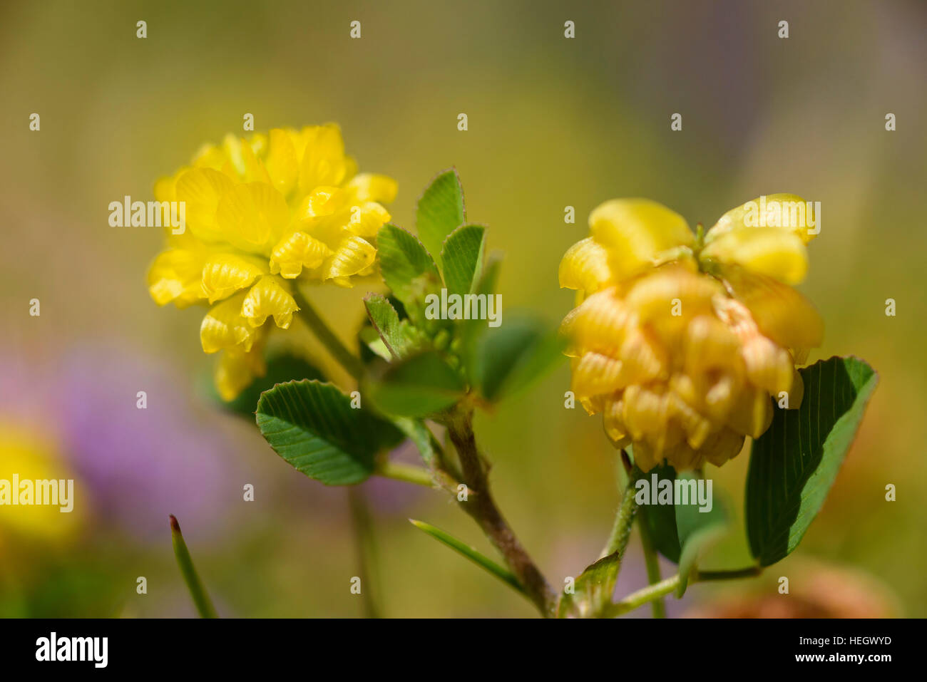 Hop Trefoil, Trifolium campestre, wildflower, Carrick, Dumfries ...