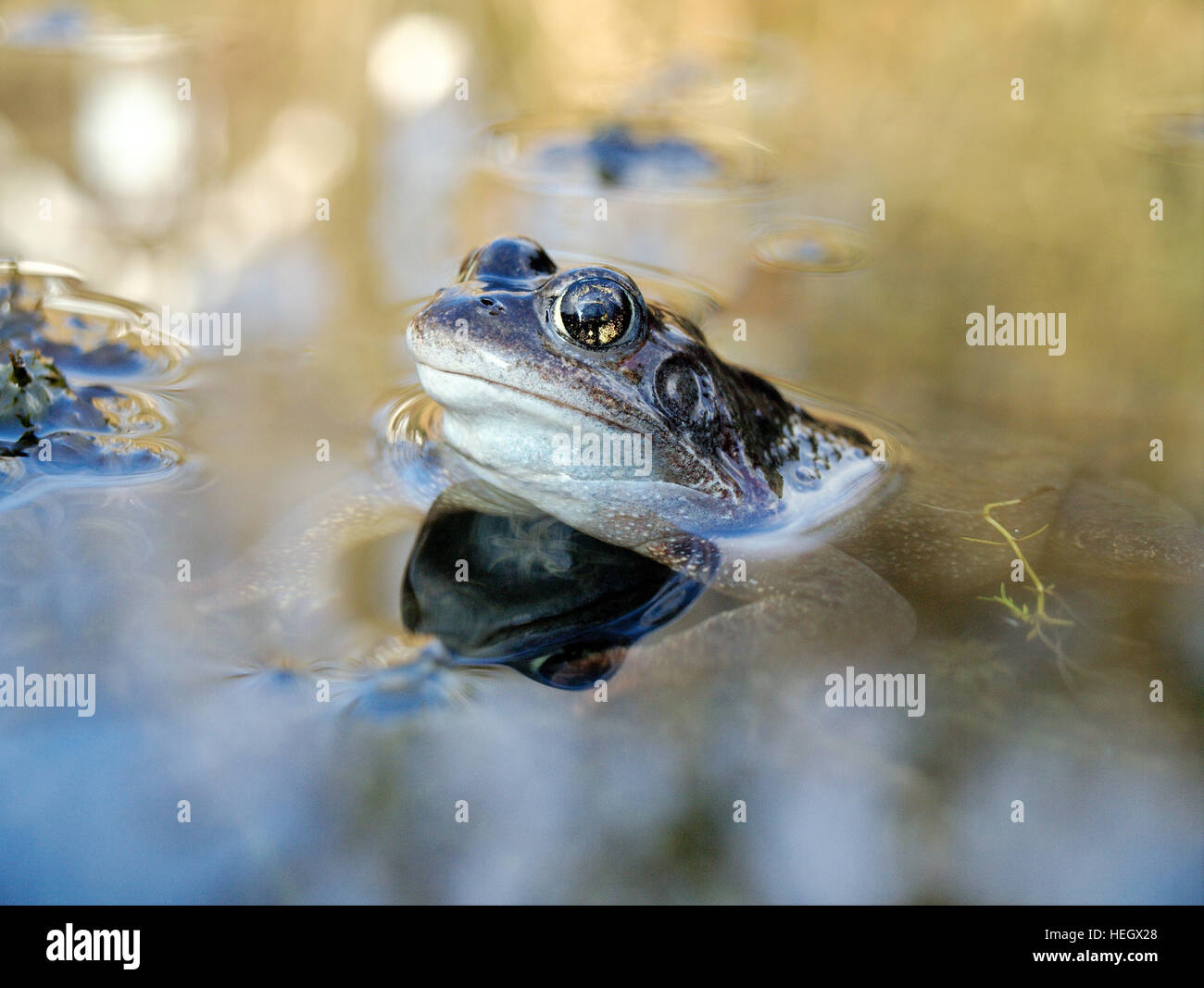 A frog sits in shallow water in a garden pond Stock Photo - Alamy
