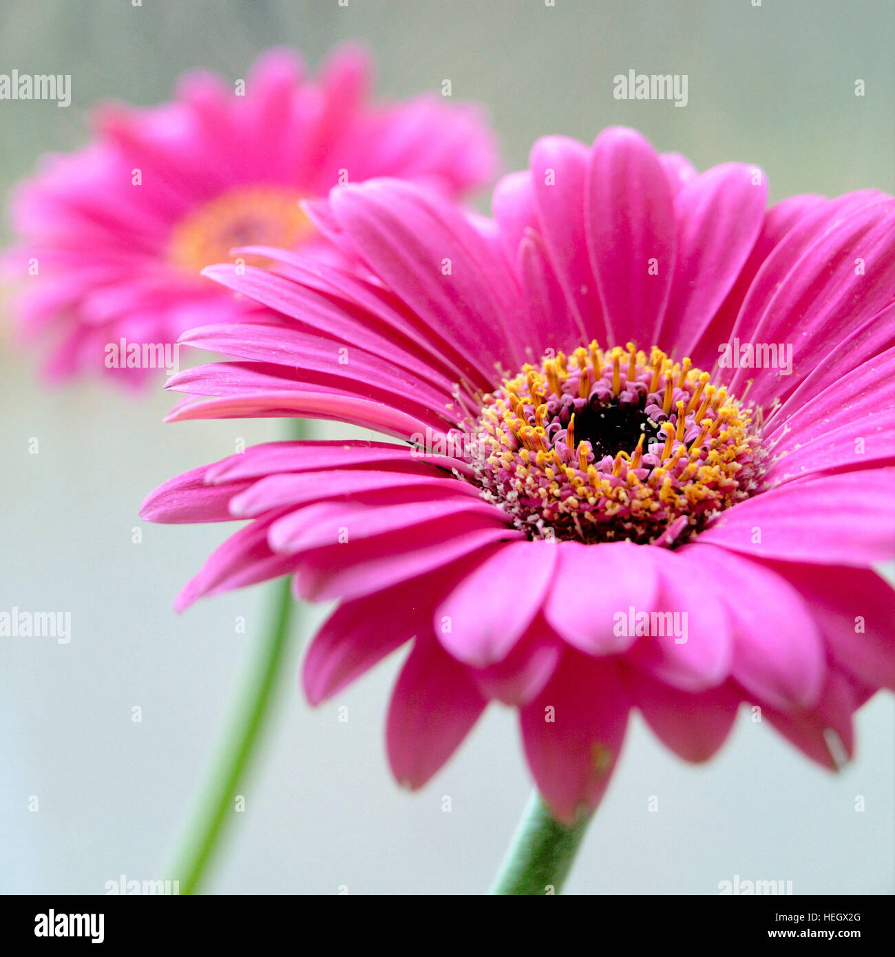 Gerbera series hi-res stock photography and images - Alamy