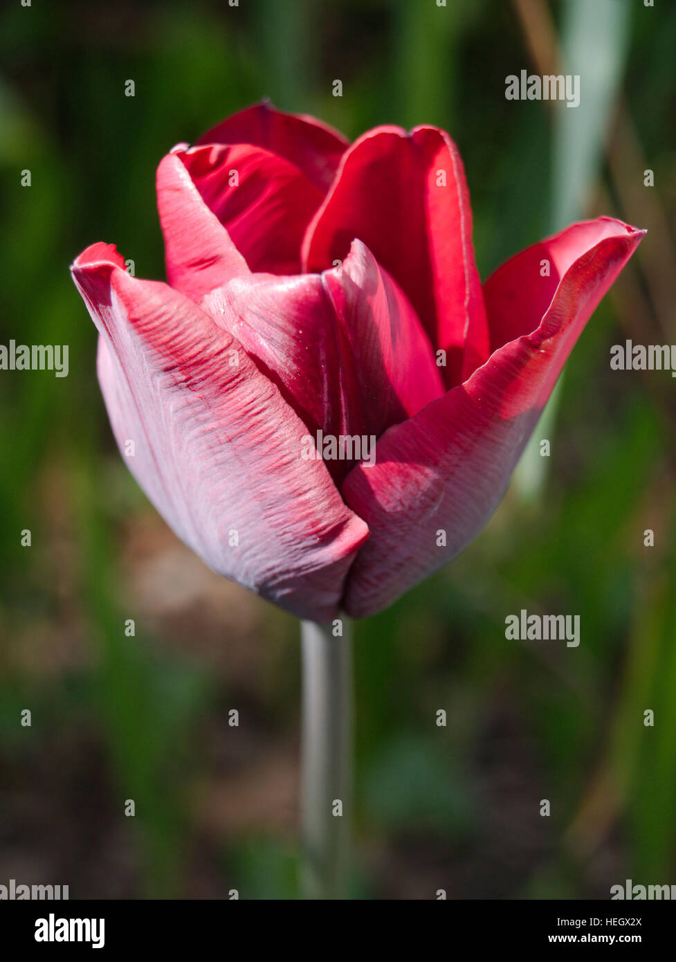 A striking single red tulip flower in bloom Stock Photo - Alamy