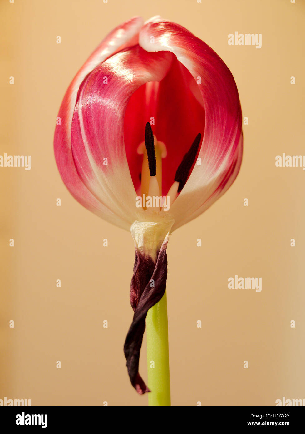 A tulip bloom with a single withered petal reveals the inner flower ...