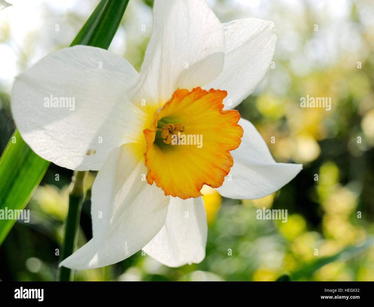 Daffodill dafodil dafodill dafodills hi-res stock photography and ...