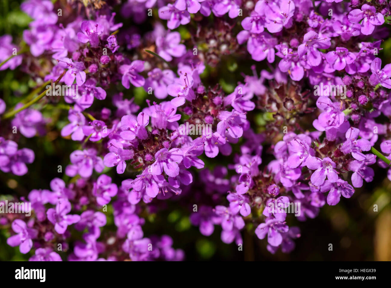 Wild Thyme, Thymus polytrichus, wildflower, Carrick, Dumfries ...