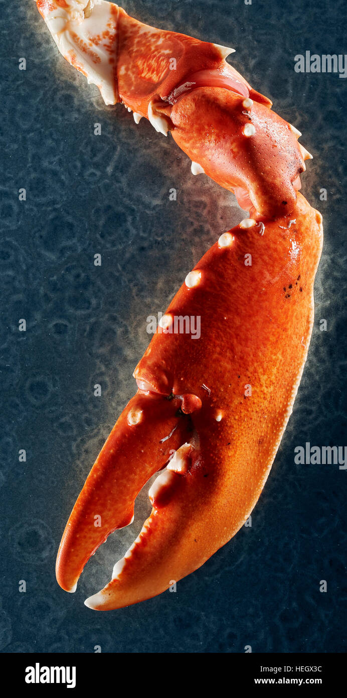 Nephropidae hi-res stock photography and images - Alamy