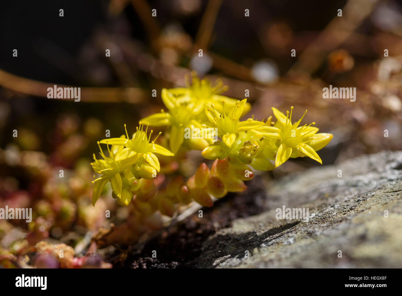 Biting Stonecrop, Sedum acre, wildflower, Carrick, Dumfries & Galloway ...