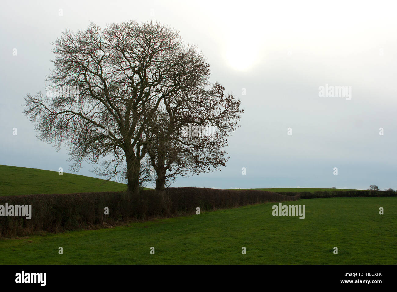 Common deciduous ash trees in winter silhouette in December Stock Photo ...