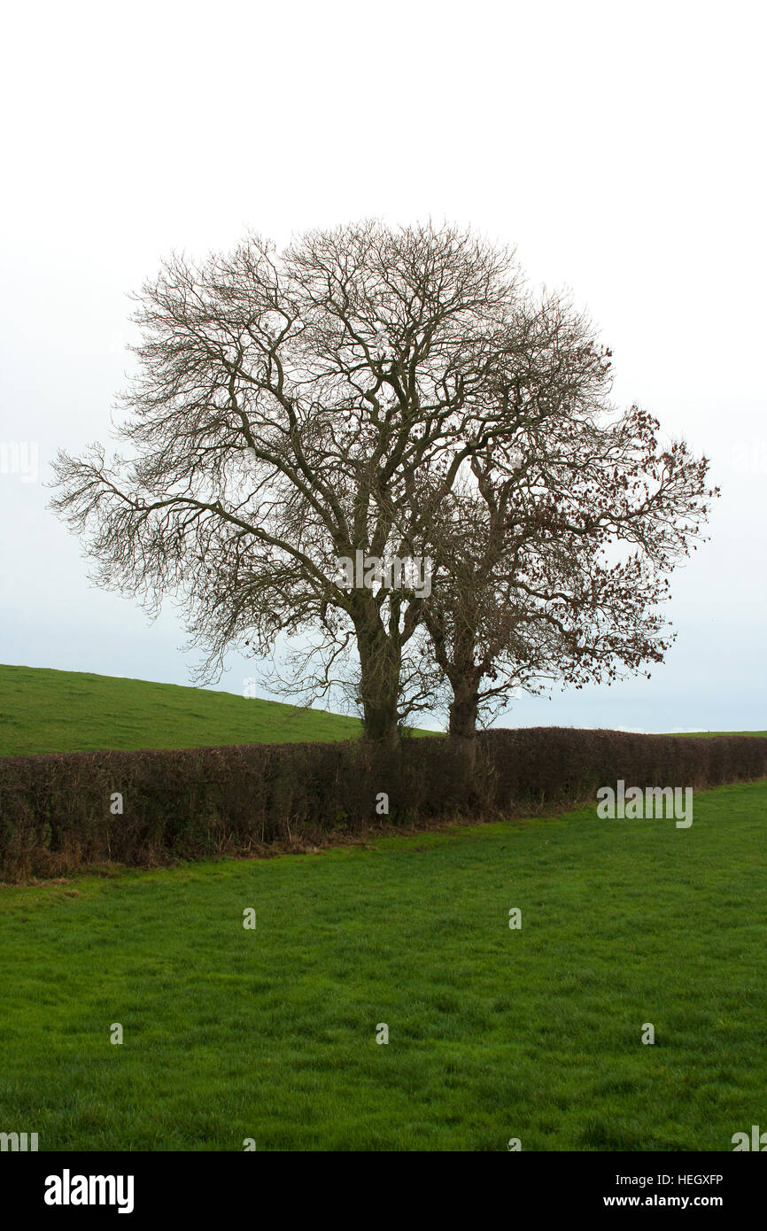 Common deciduous ash trees in winter silhouette in December Stock Photo ...
