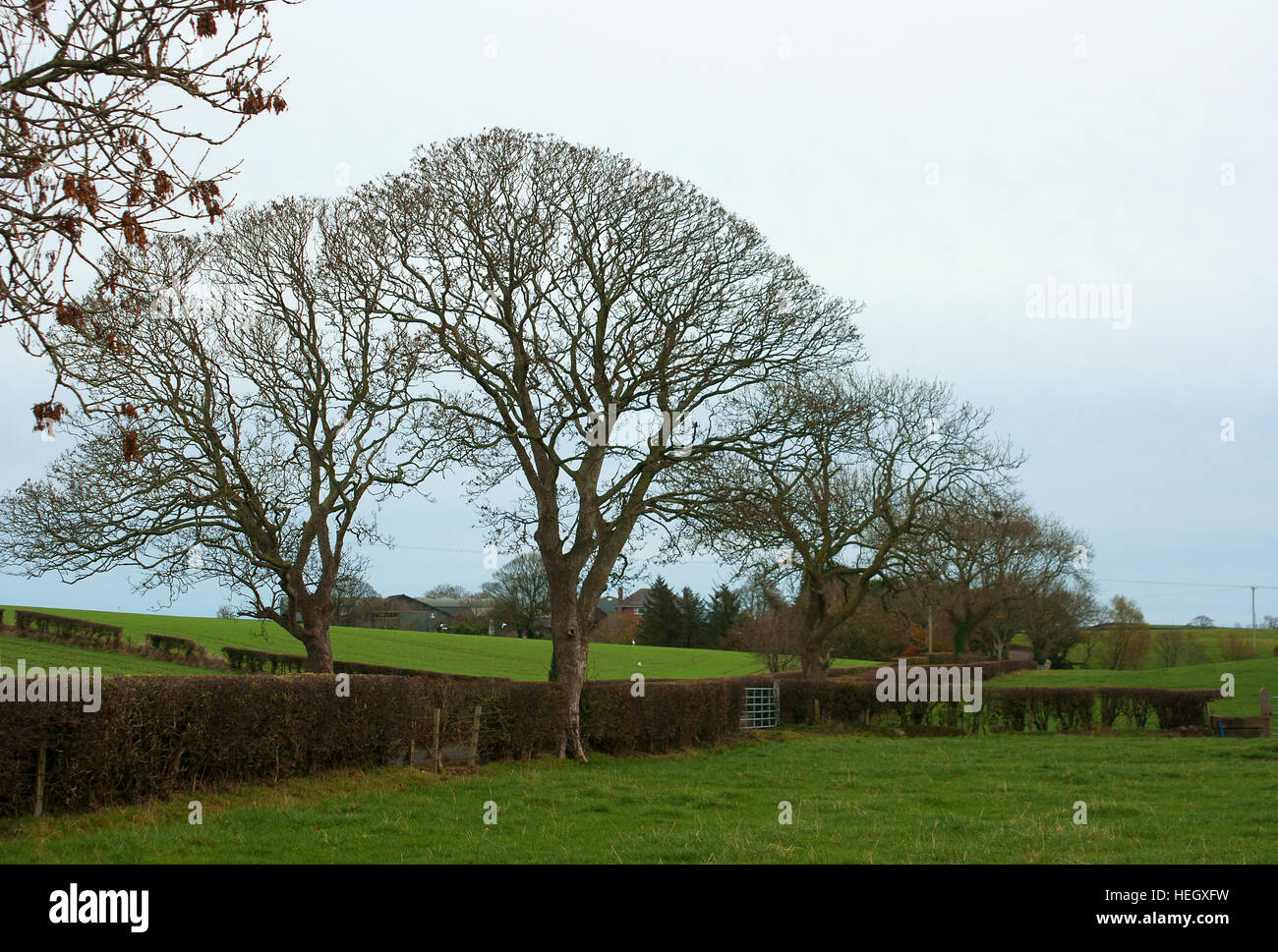Common deciduous ash trees in winter silhouette in December Stock Photo ...