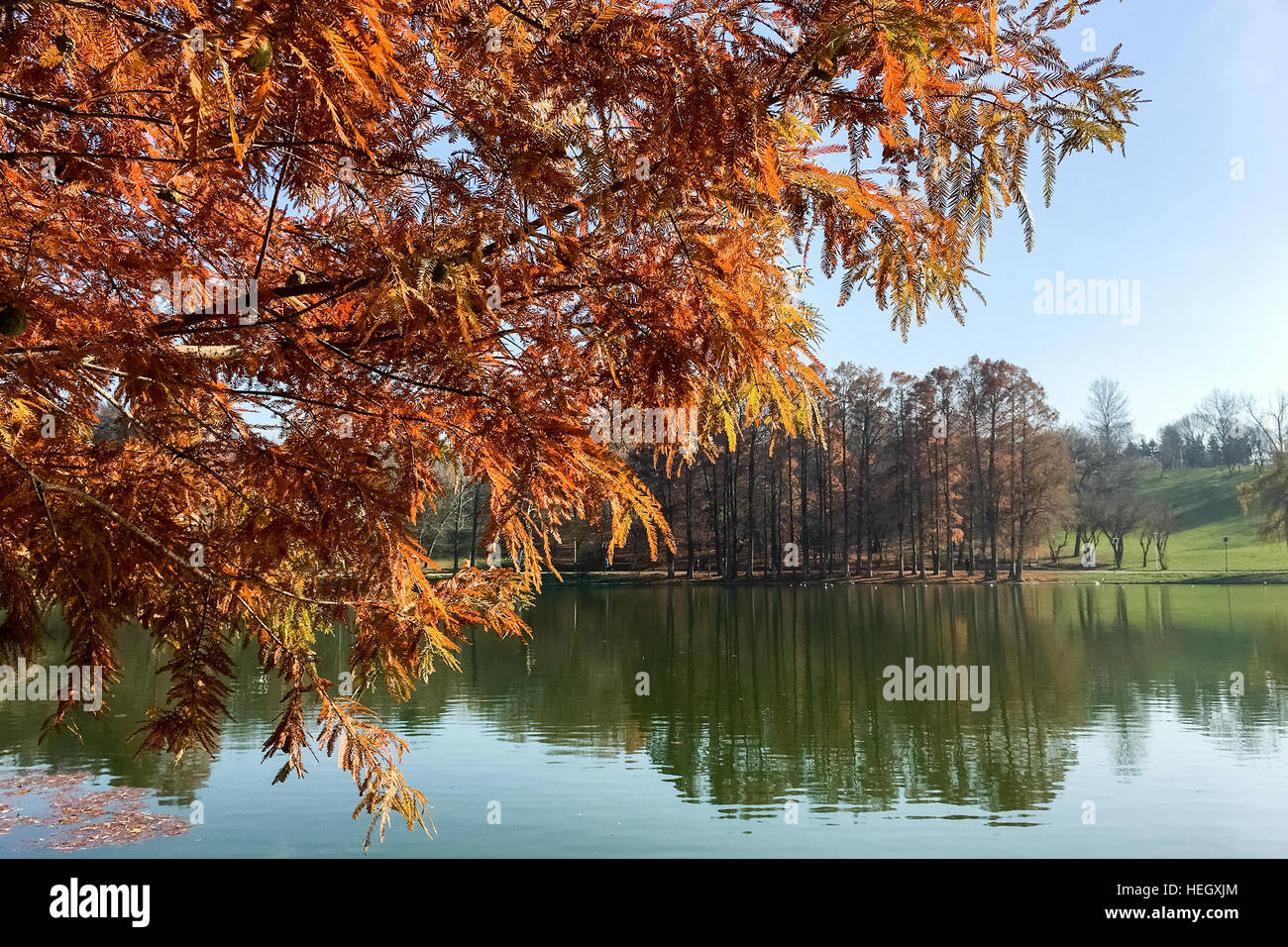 Fall tree and reflection hi-res stock photography and images - Alamy