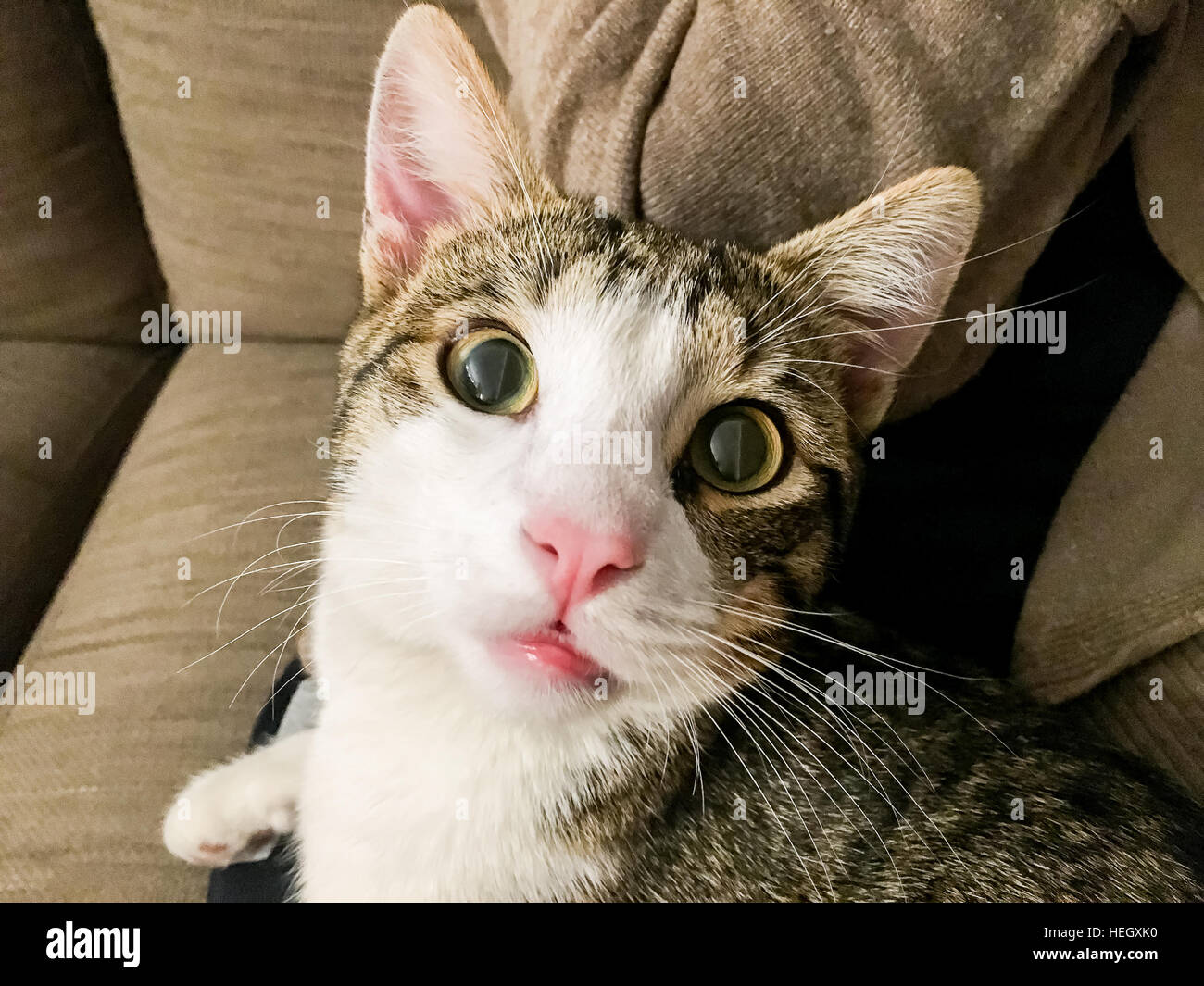 Funny cat closeup hi-res stock photography and images - Alamy