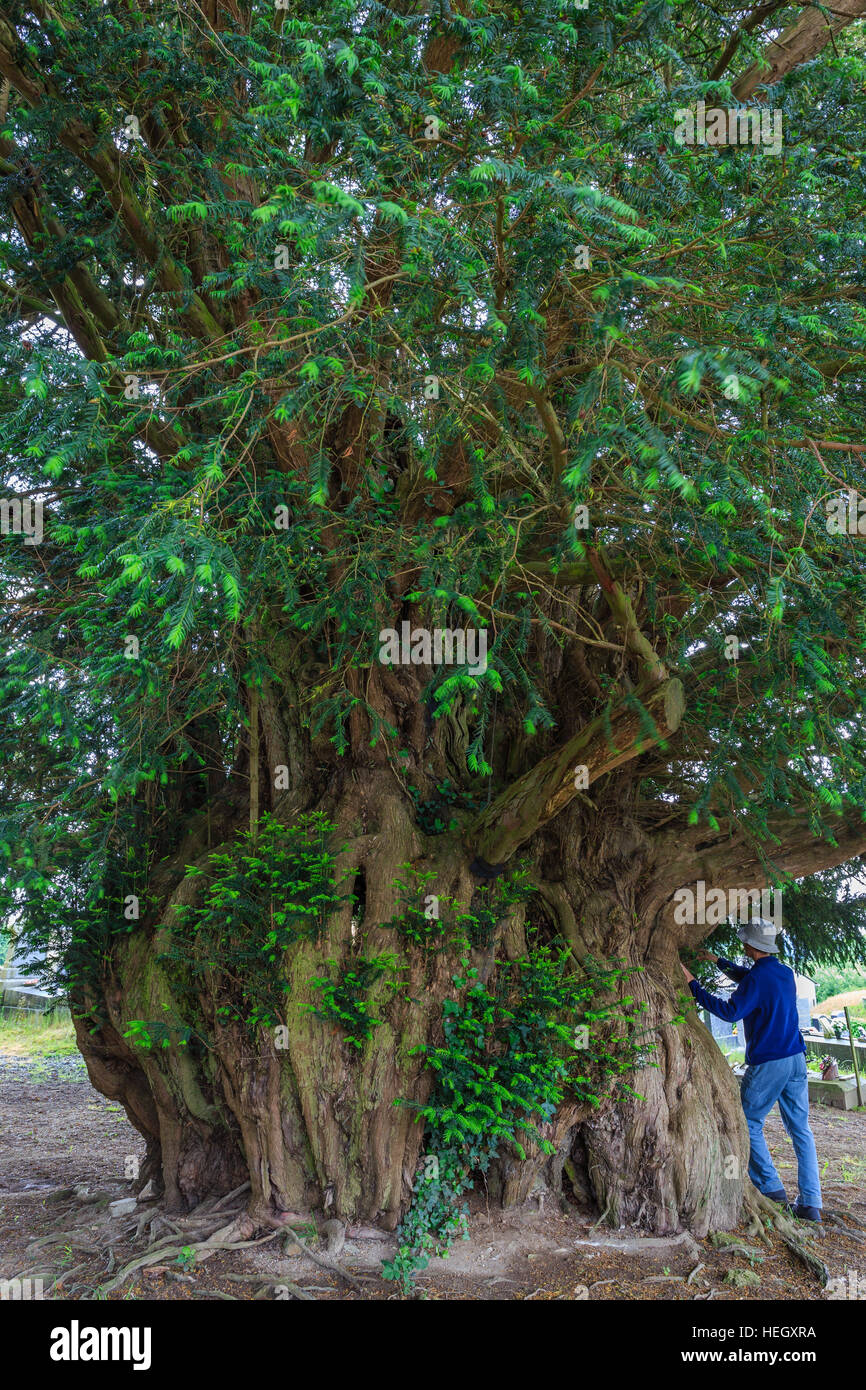 Yew millennium, Taxus baccata, France, Calvados, Estry Stock Photo - Alamy