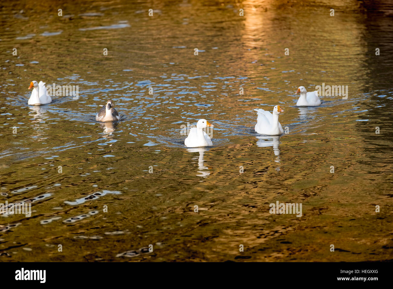 Ducks in a River, Street Photography Stock Photo - Alamy