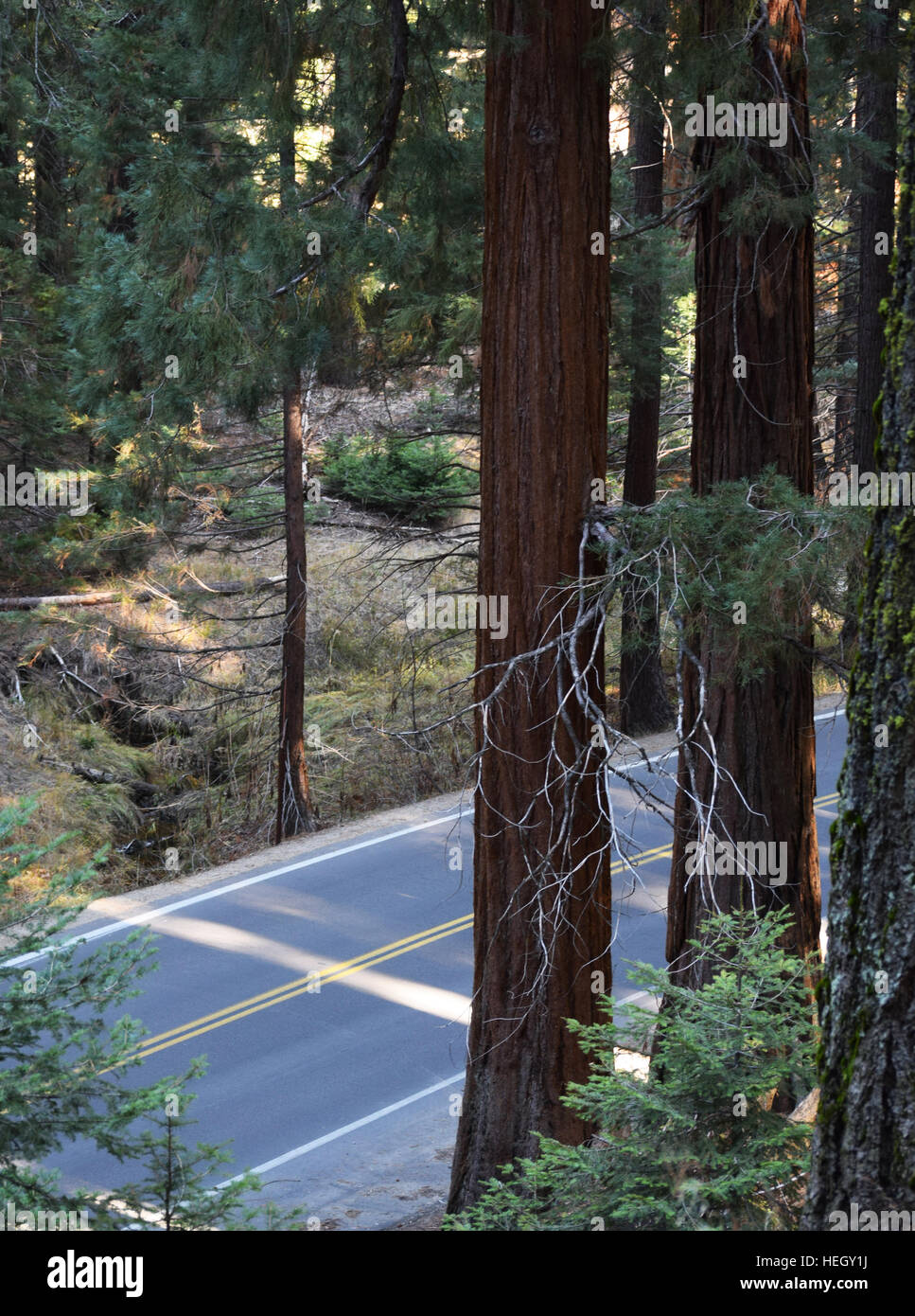 road side of tree in sequoia national park Stock Photo - Alamy