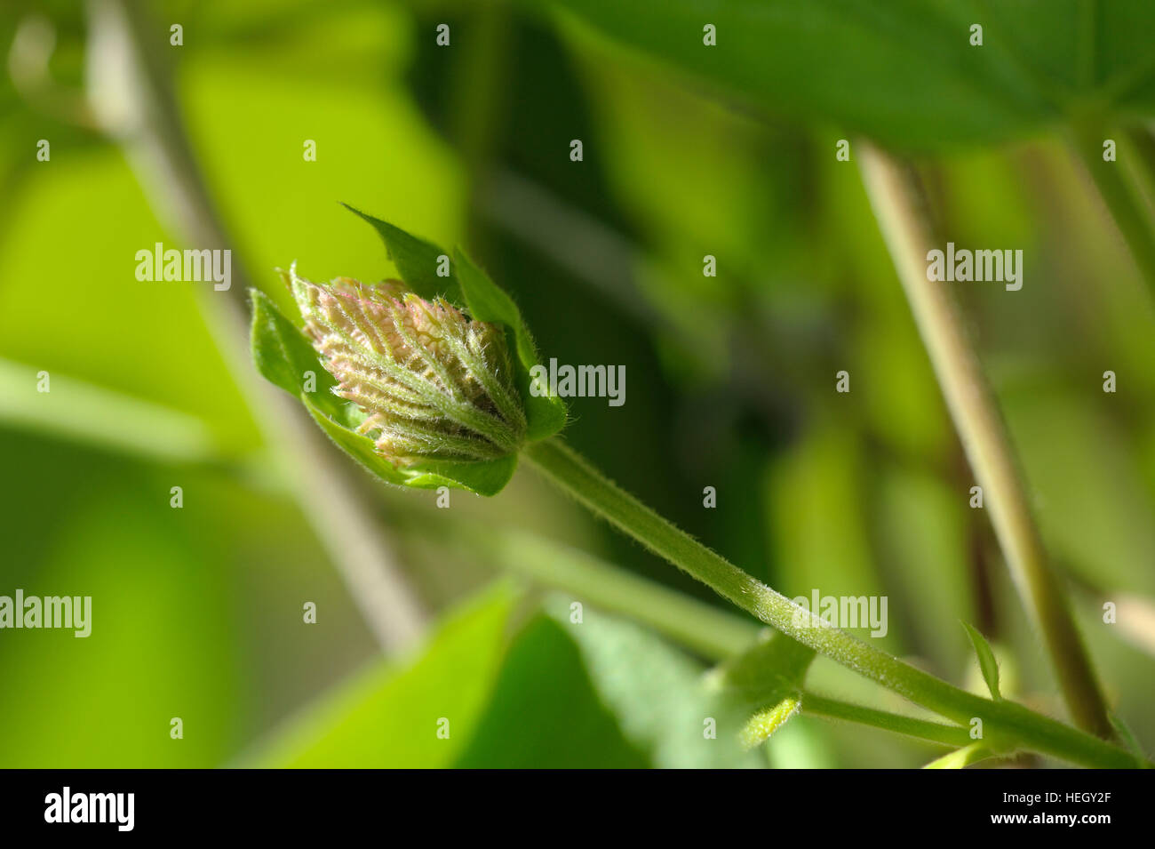 Dalechampia dioscoreifolia in flower Stock Photo - Alamy