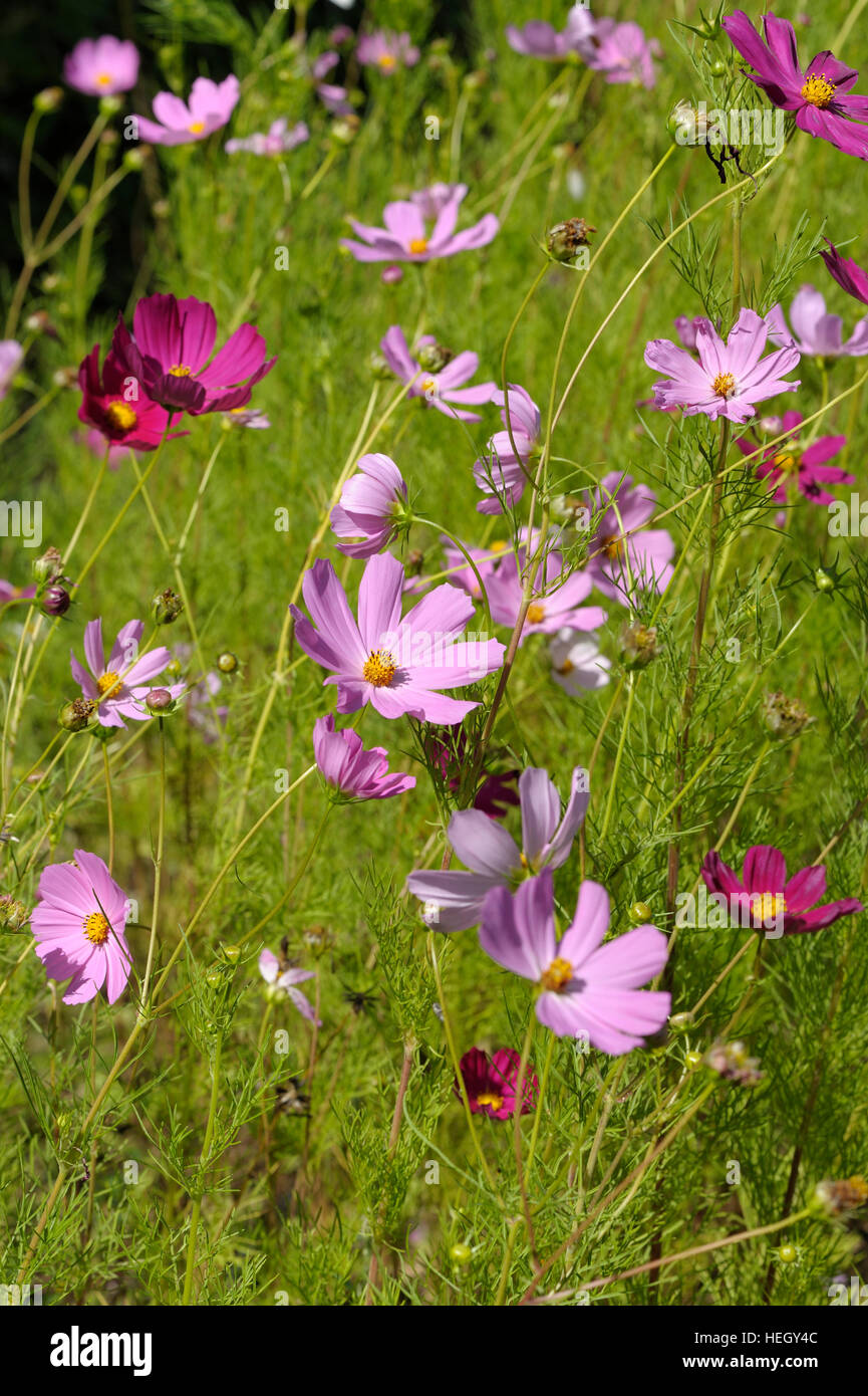 Cosmos bipinnatus in flower Stock Photo - Alamy