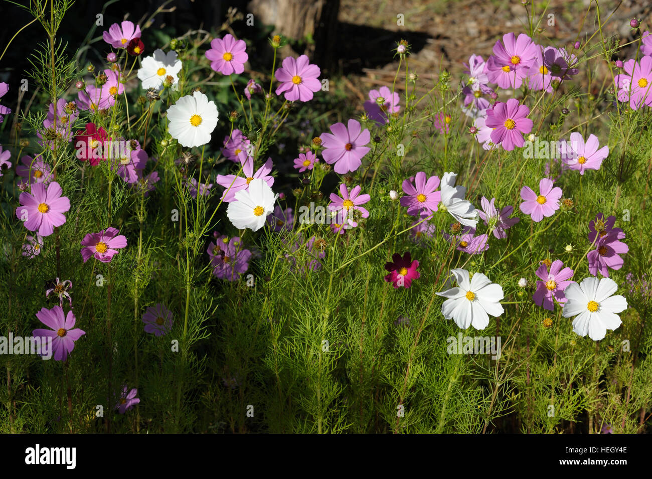 Cosmos bipinnatus in flower Stock Photo - Alamy