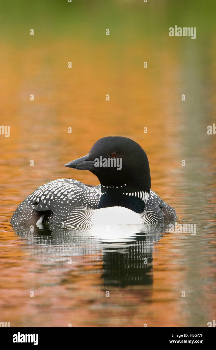 Common Loon with fall colors on water, Alaska Stock Photo - Alamy
