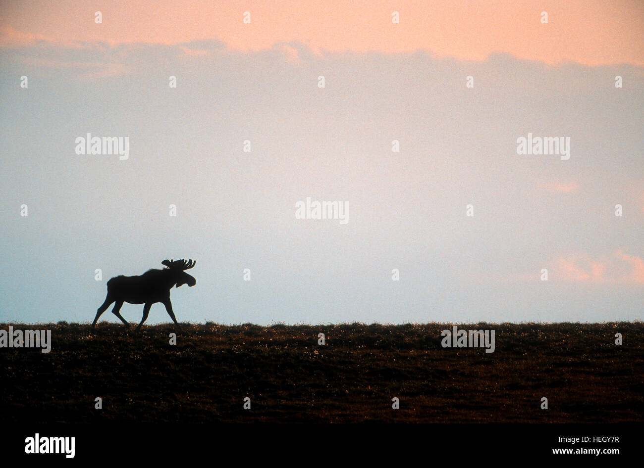 Moose hi-res stock photography and images - Alamy