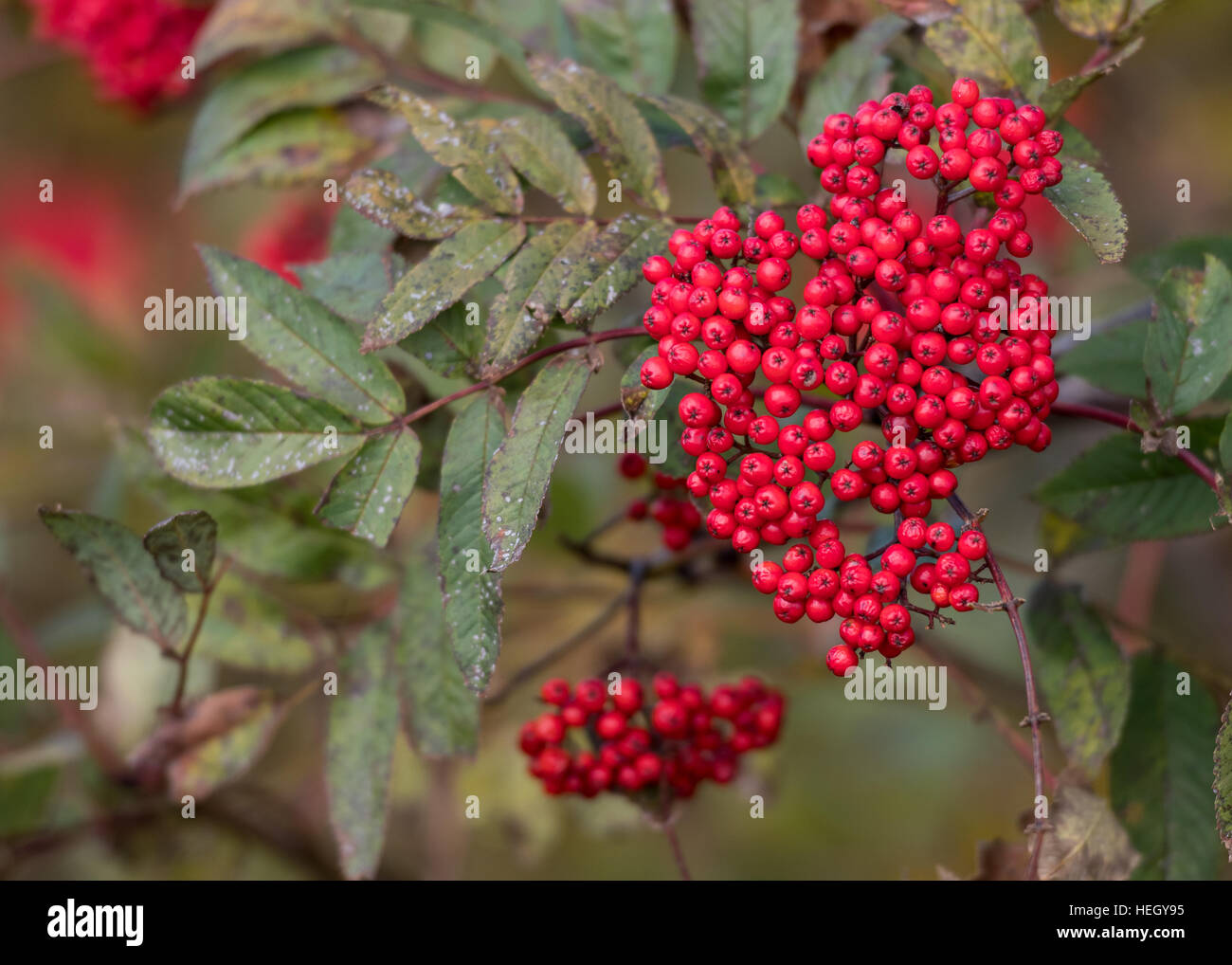 Rowan bunch on tree hi-res stock photography and images - Alamy