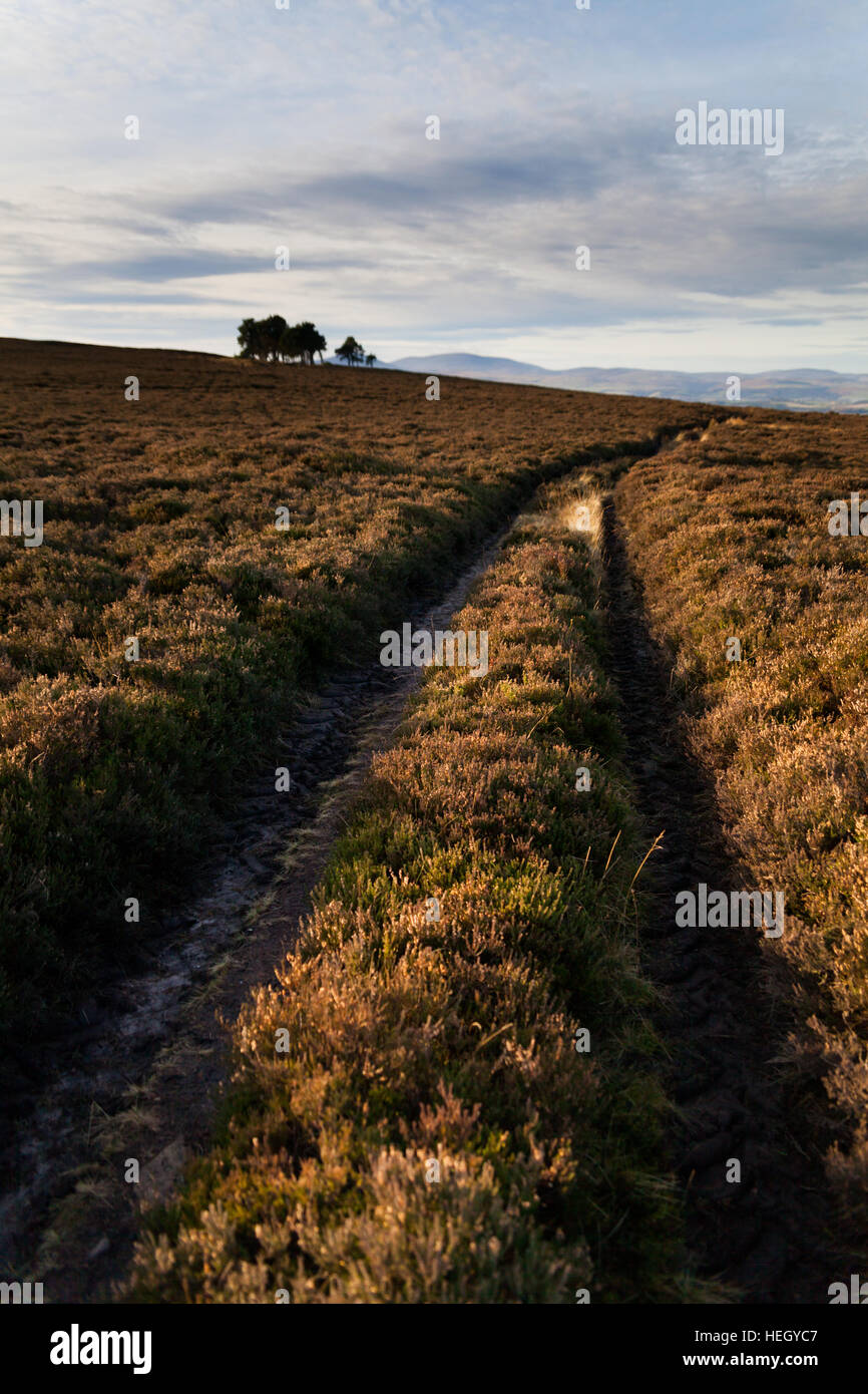 Path through heather moors above Hepburn in Northumberland Stock Photo ...