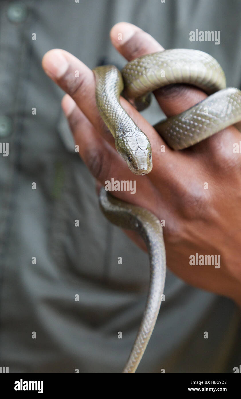 Snake Handling And Fire Handling