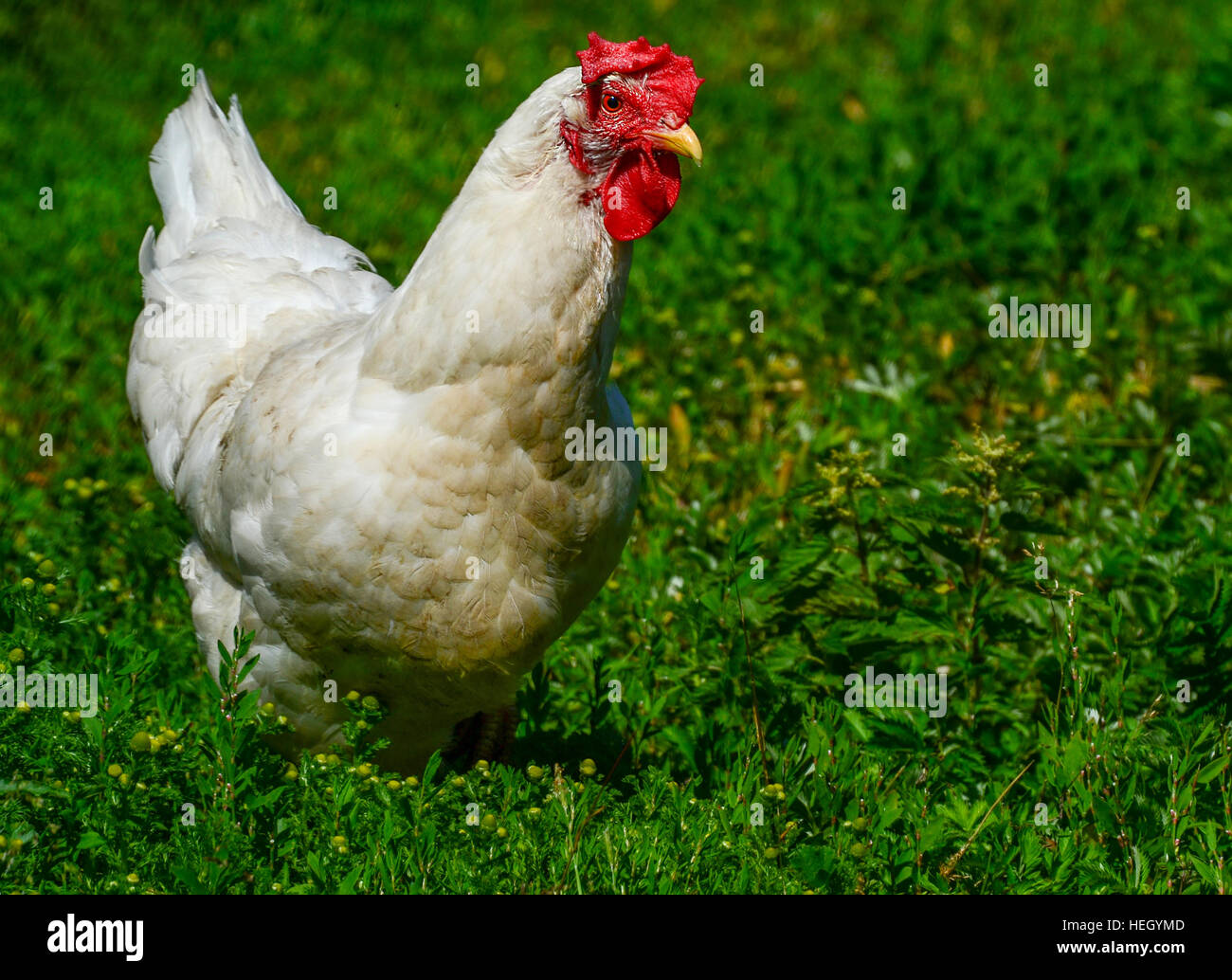 Angry rooster hi-res stock photography and images - Alamy