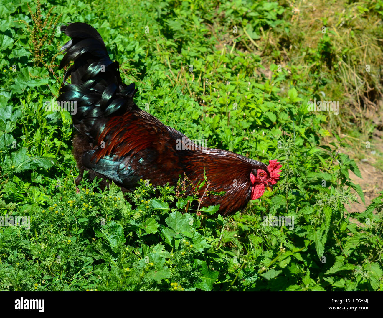 Rooster on a farm with poultry Stock Photo - Alamy
