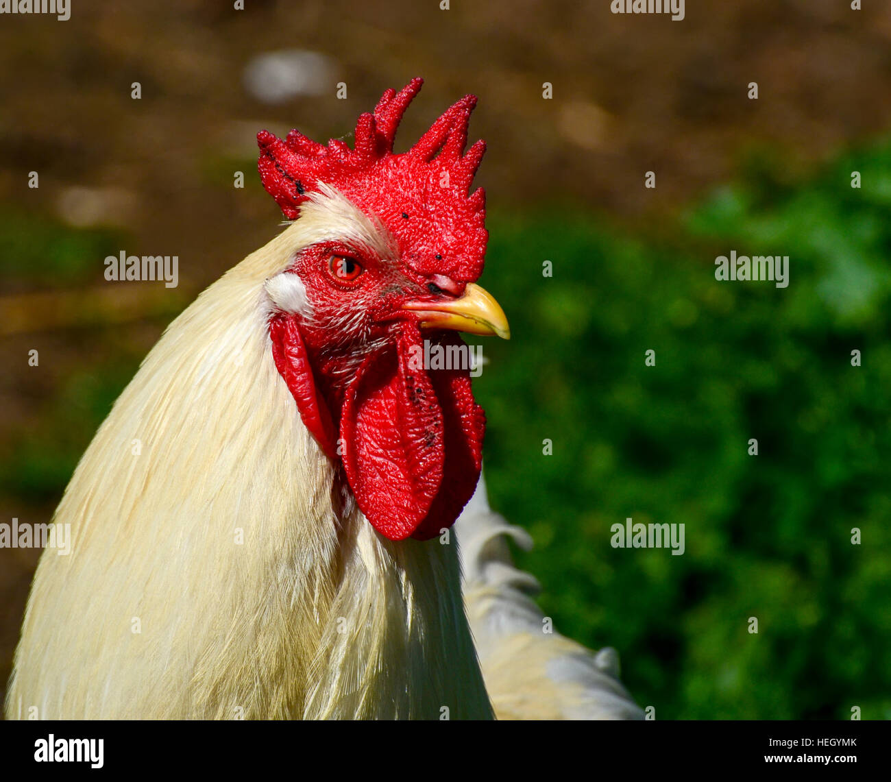 The rooster on the chicken farm Stock Photo - Alamy