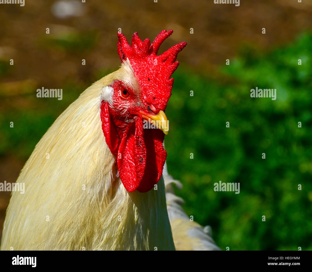 Rooster High Resolution Stock Photography and Images - Alamy