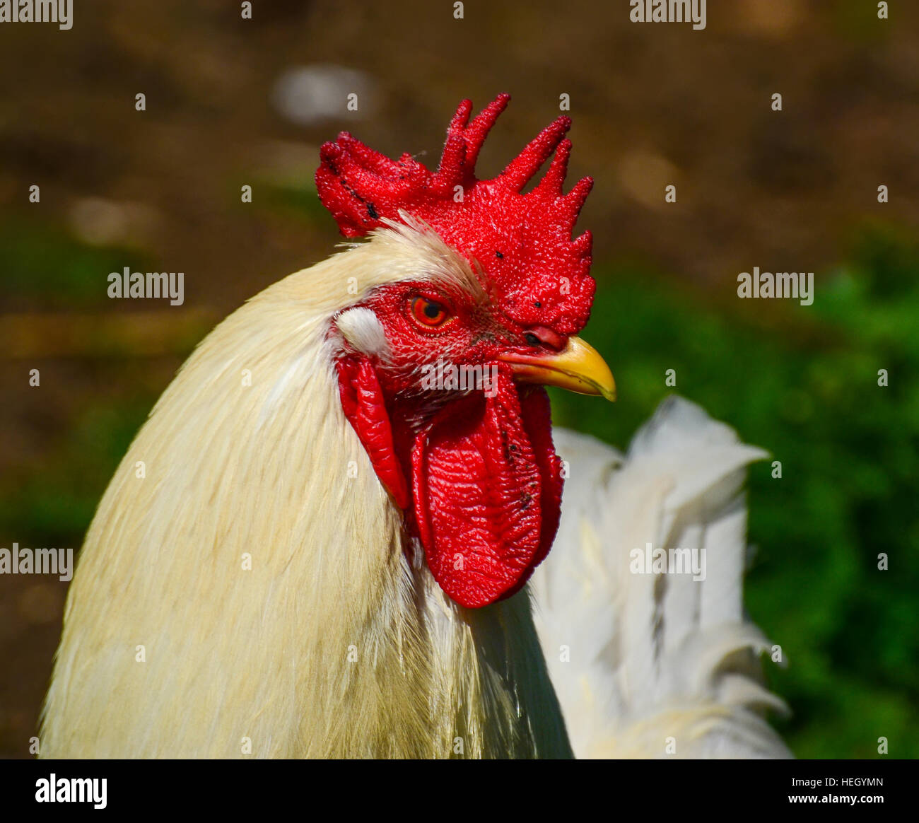 Rooster High Resolution Stock Photography and Images - Alamy