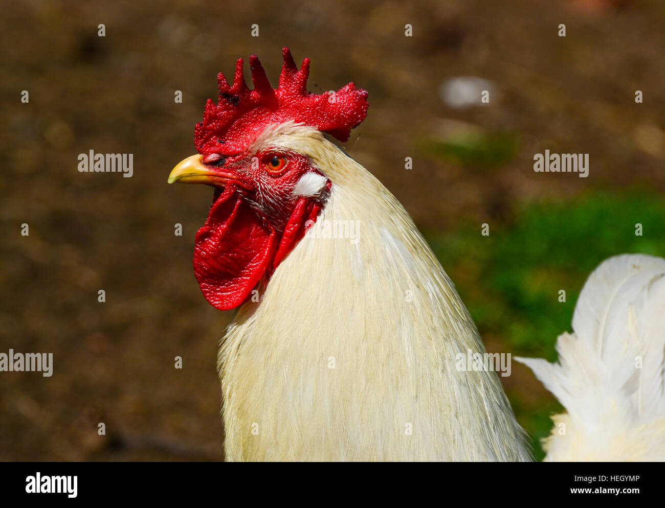 Rooster High Resolution Stock Photography and Images - Alamy