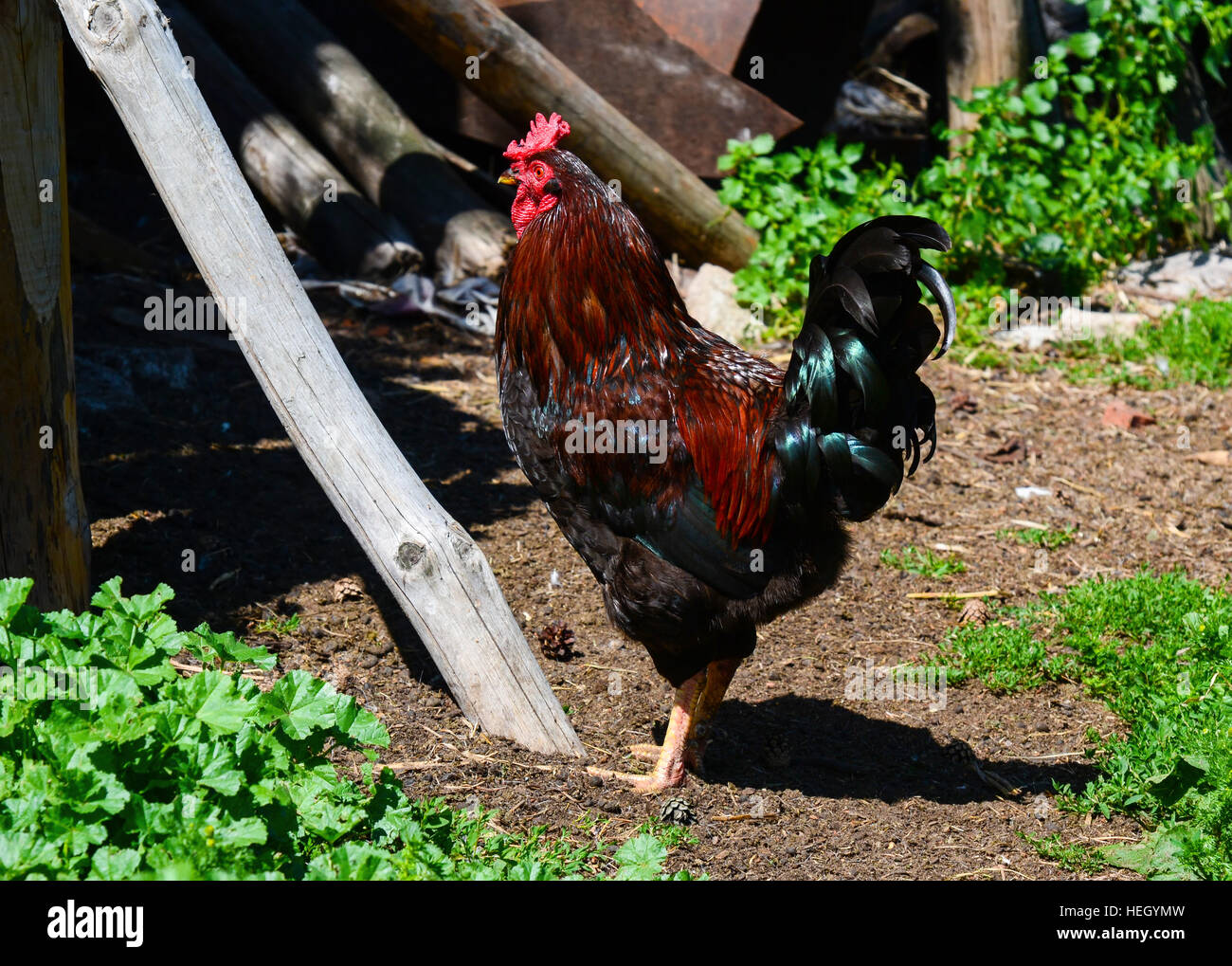The rooster on the chicken farm Stock Photo - Alamy